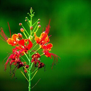 Red Flamboyan royal Poinciana/delonix Regia Tropical Tree 12inch24 - Etsy