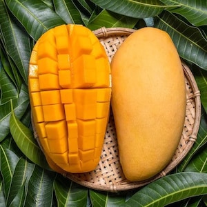 Grafted Mango Banganapalli Baneshan 2-3ft mangifera Indica Live Mango ...