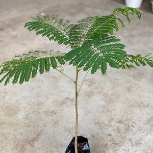 Red Flamboyan royal Poinciana/delonix Regia Tropical Tree 12inch24 - Etsy