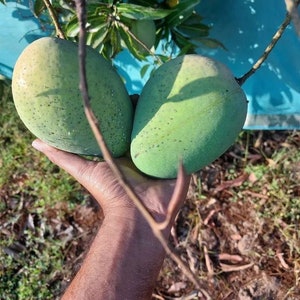 Grafted Mango Banganapalli Baneshan 2-3ft mangifera Indica Live Mango ...