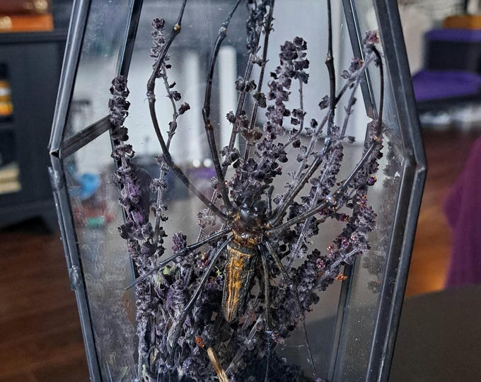 Spider and Vertebra [coffin] - Etsy