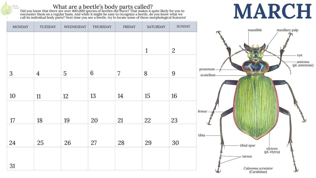 Educational Calendar Nature Clearly 2025 With Illustrations (digital ...