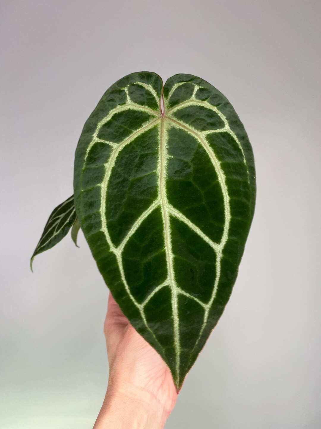 Anthurium Red Crystallinum (NSE) - Etsy