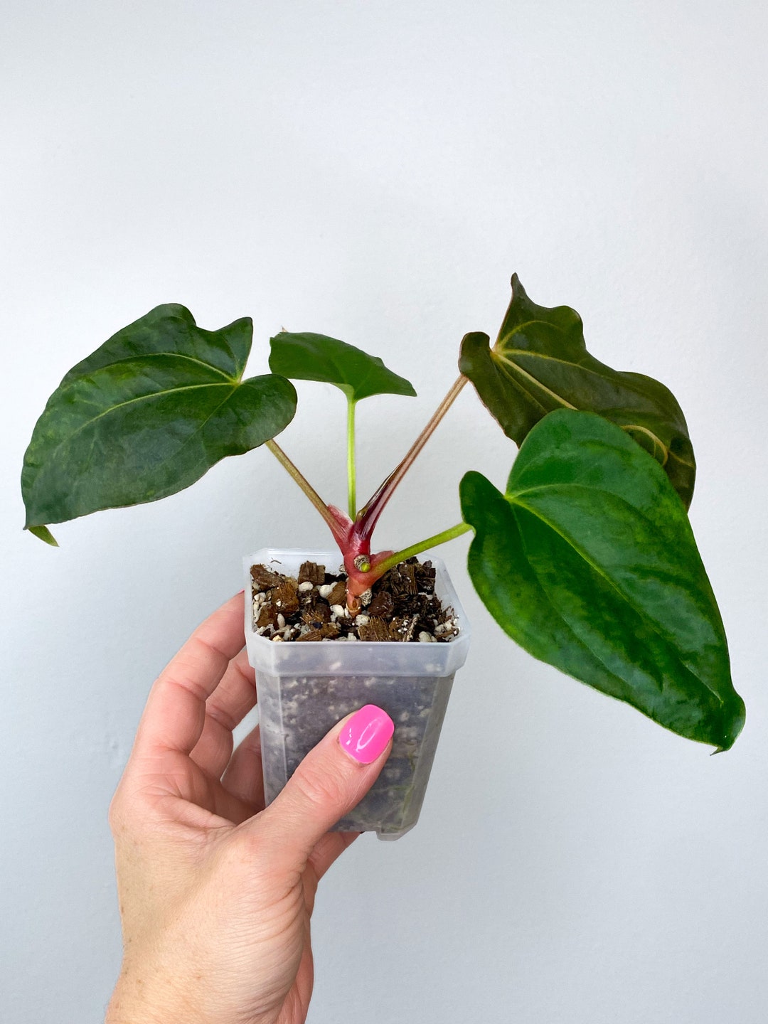 Anthurium NSE Red Crystallinum X Dressleri Rio Guanche X Delta Dawn - Etsy