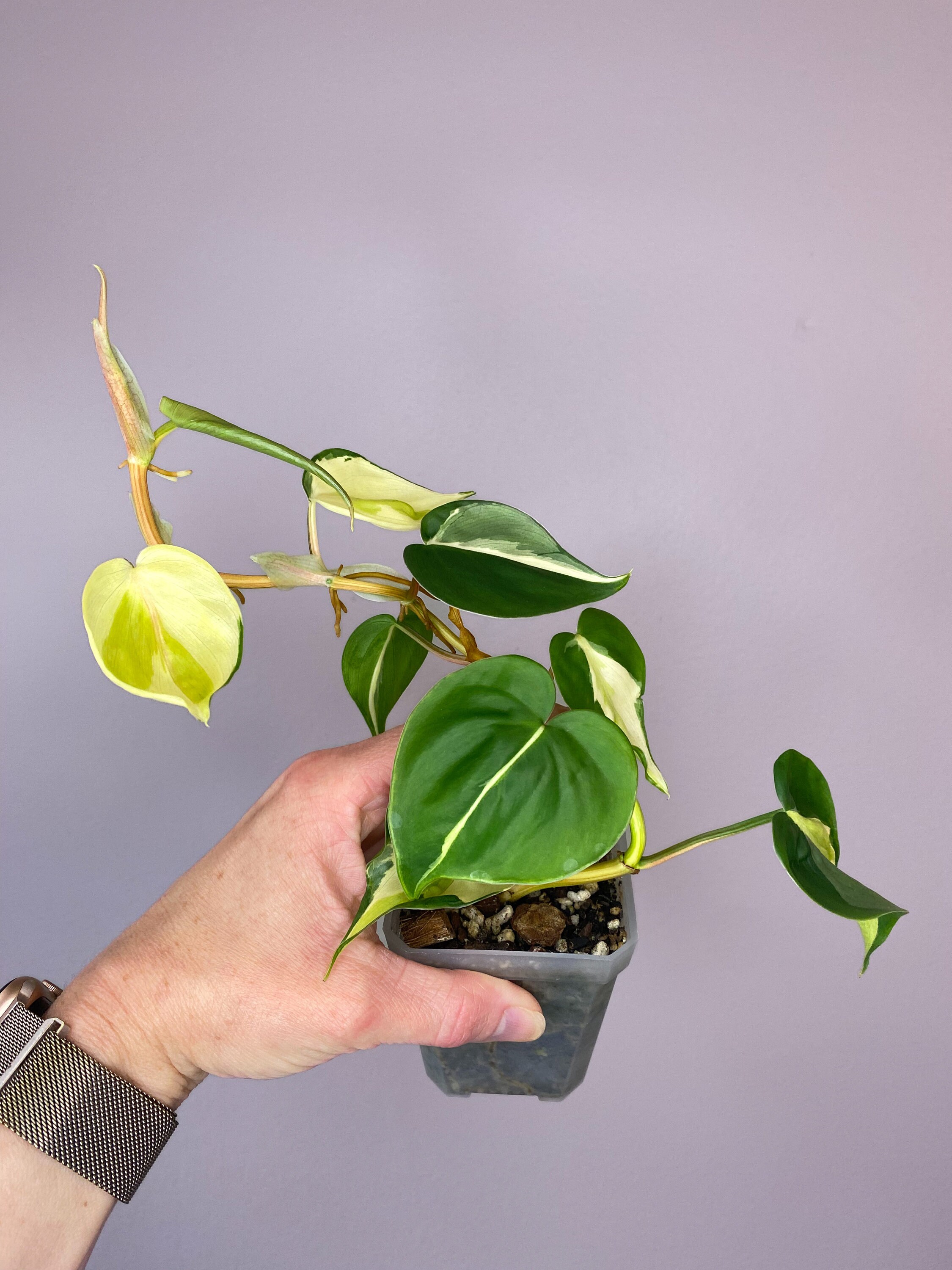 Philodendron Hederaceum 'gabby' - Etsy