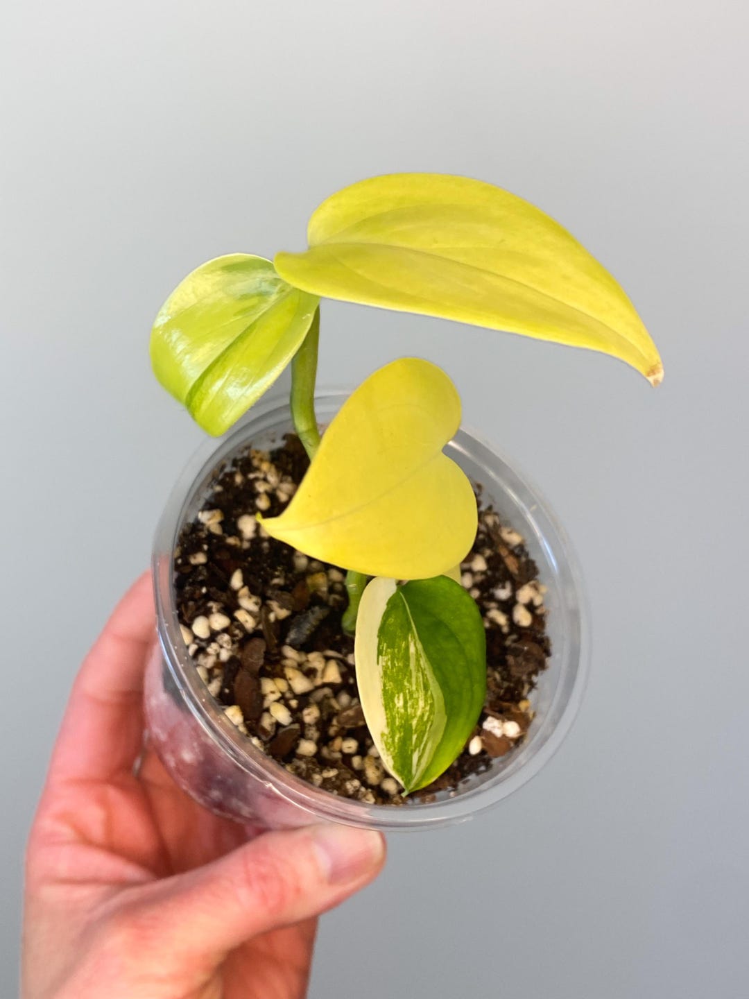 Scindapsus Hederaceus Blue Aurea Variegated - Etsy
