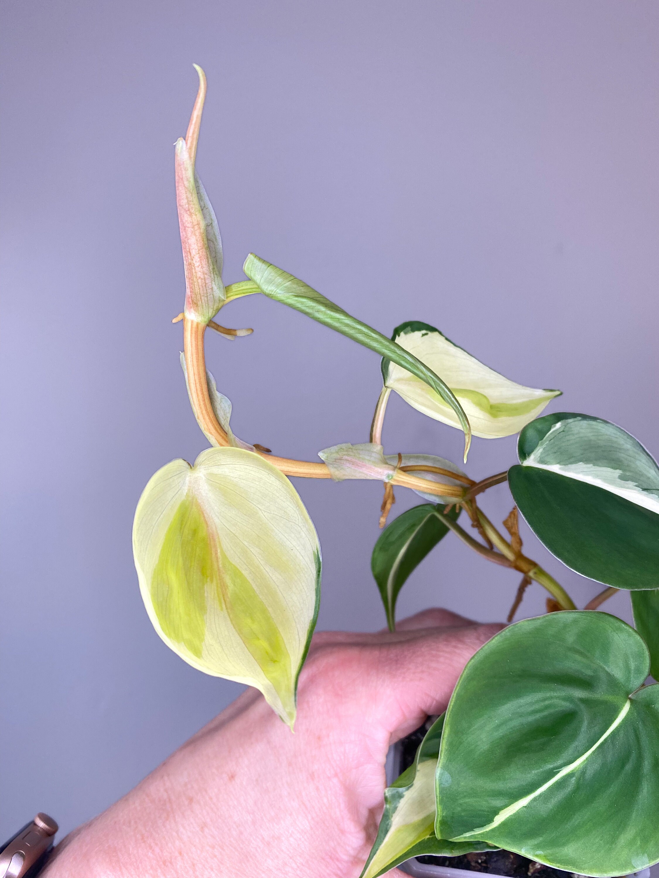 Philodendron Hederaceum 'gabby' - Etsy