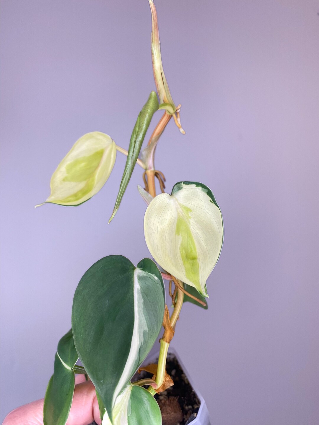 Philodendron Hederaceum 'gabby' - Etsy