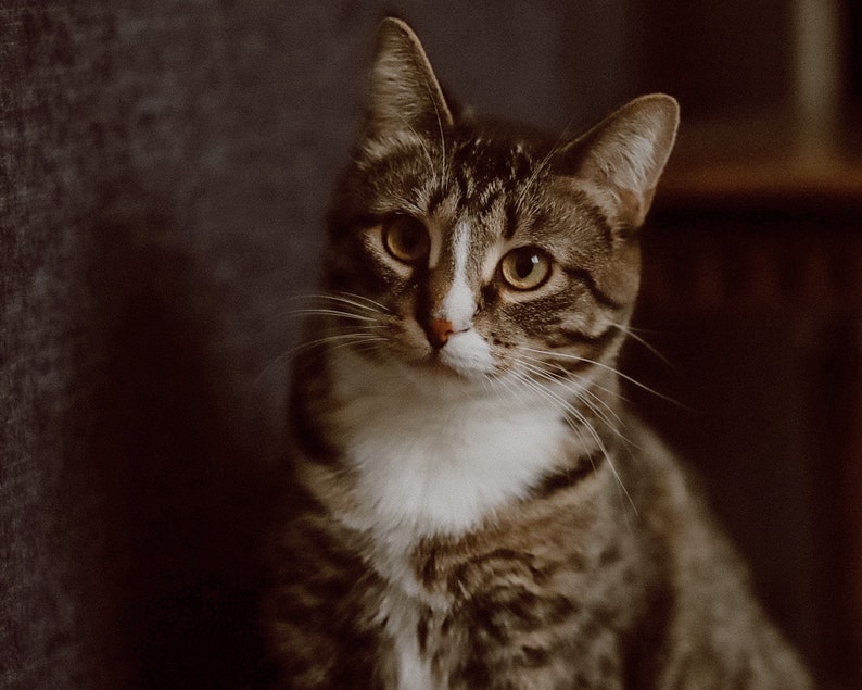 Cats Pick Crystal Handpicked by Cats. Gift for Cat Lovers. - Etsy