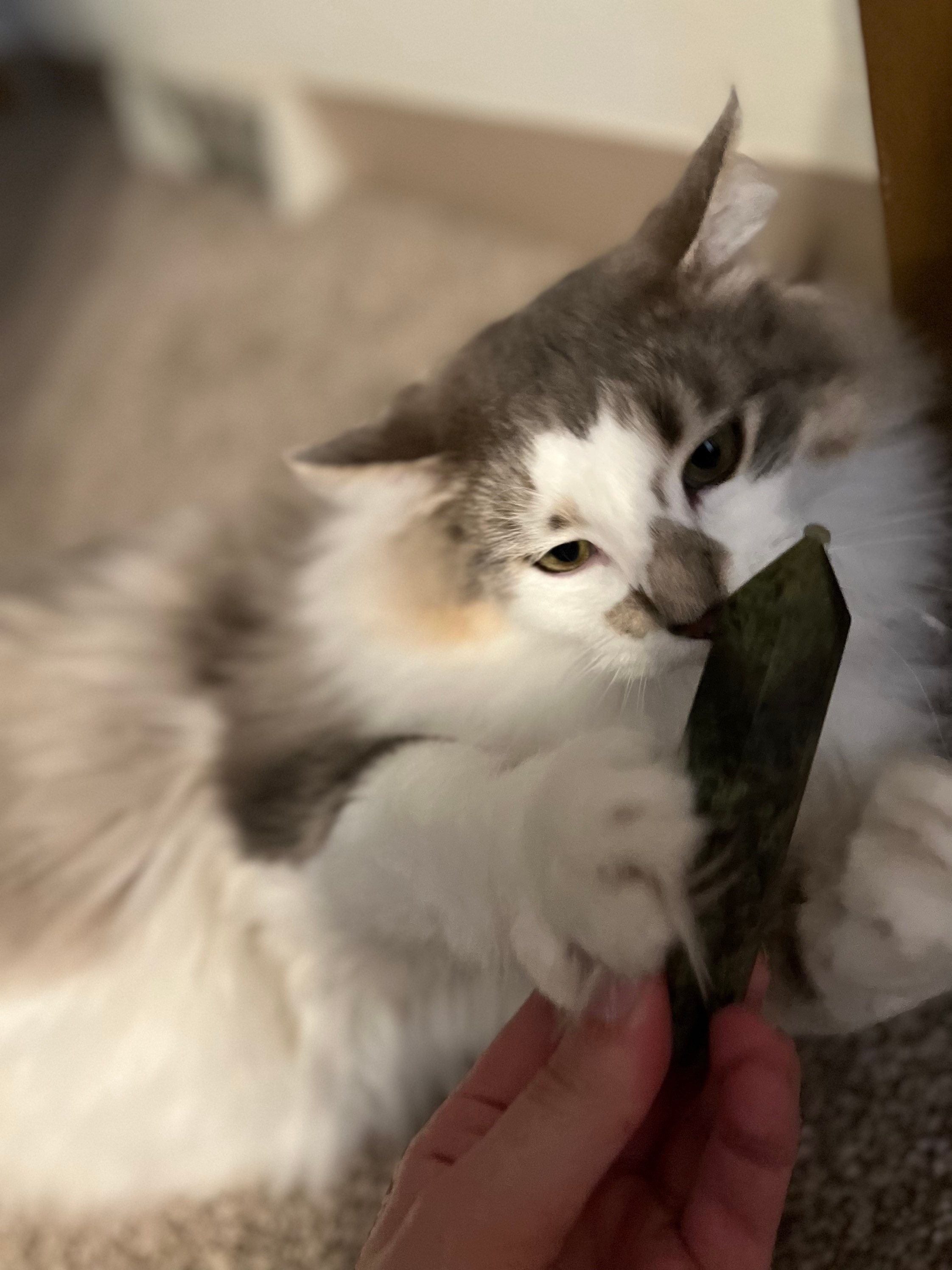 Cat’s Pick Crystal Handpicked by Cats. Gift for Cat Lovers. Gift for ...