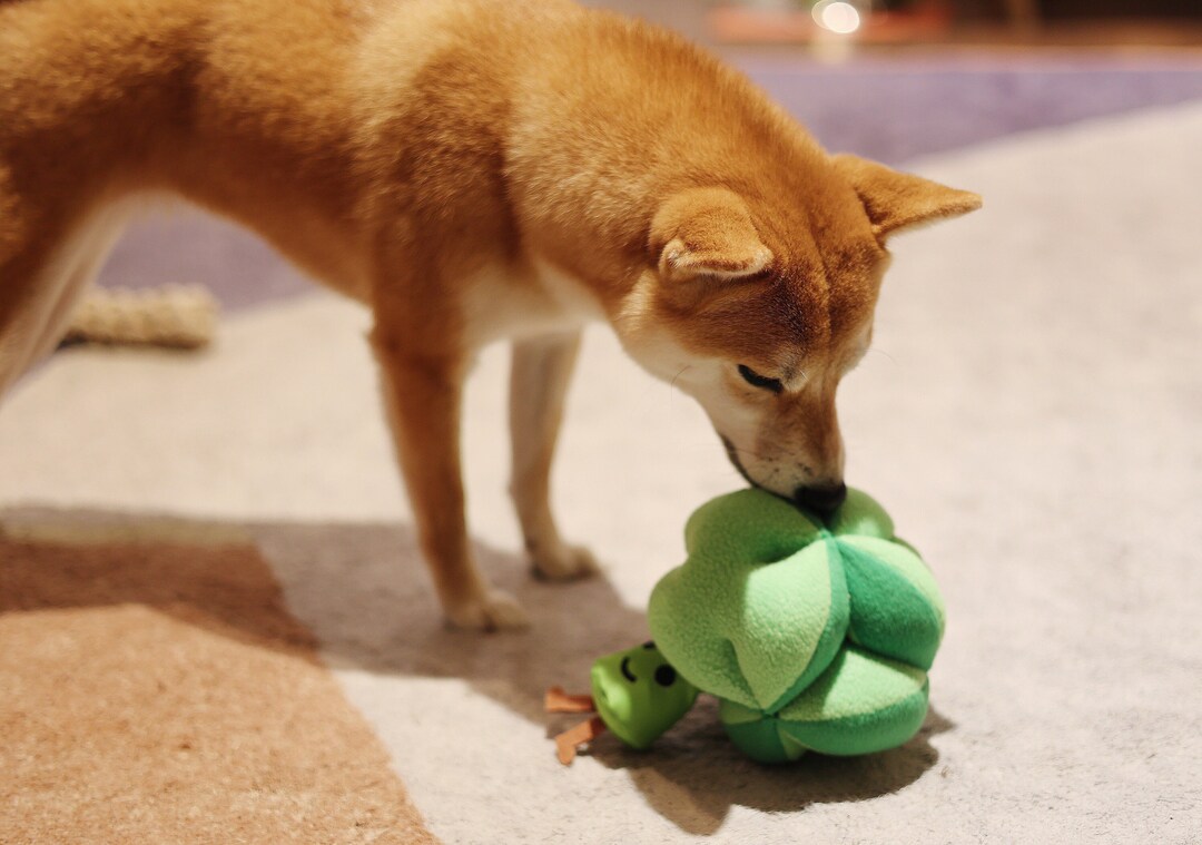Broccoli Dog Snuffle Ball, Handmade Hide and Seek Toy, Puzzle Toy, Pet ...