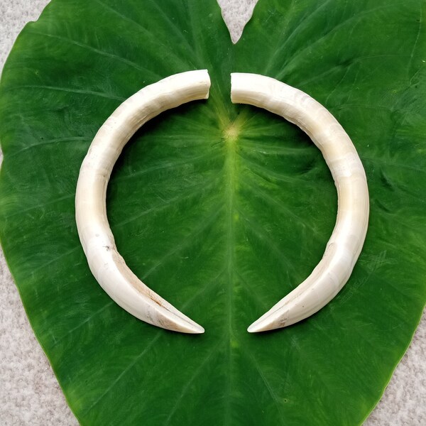 Wild Boar Teeth - Etsy