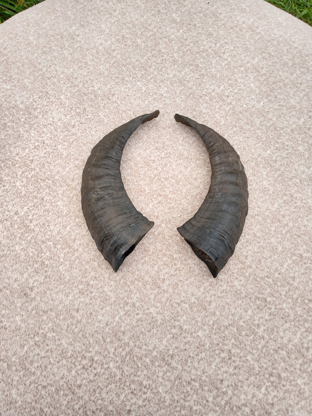 Hawaiian Ram Horn Set - Real Ram Horns - Sheep Horns - Natural Horns ...