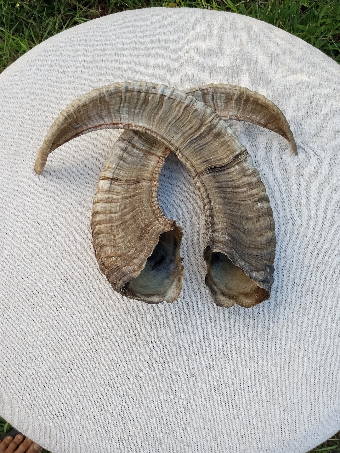 Hawaiian Ram Horn Set Real Ram Horns Sheep Horns Natural Horns Real ...