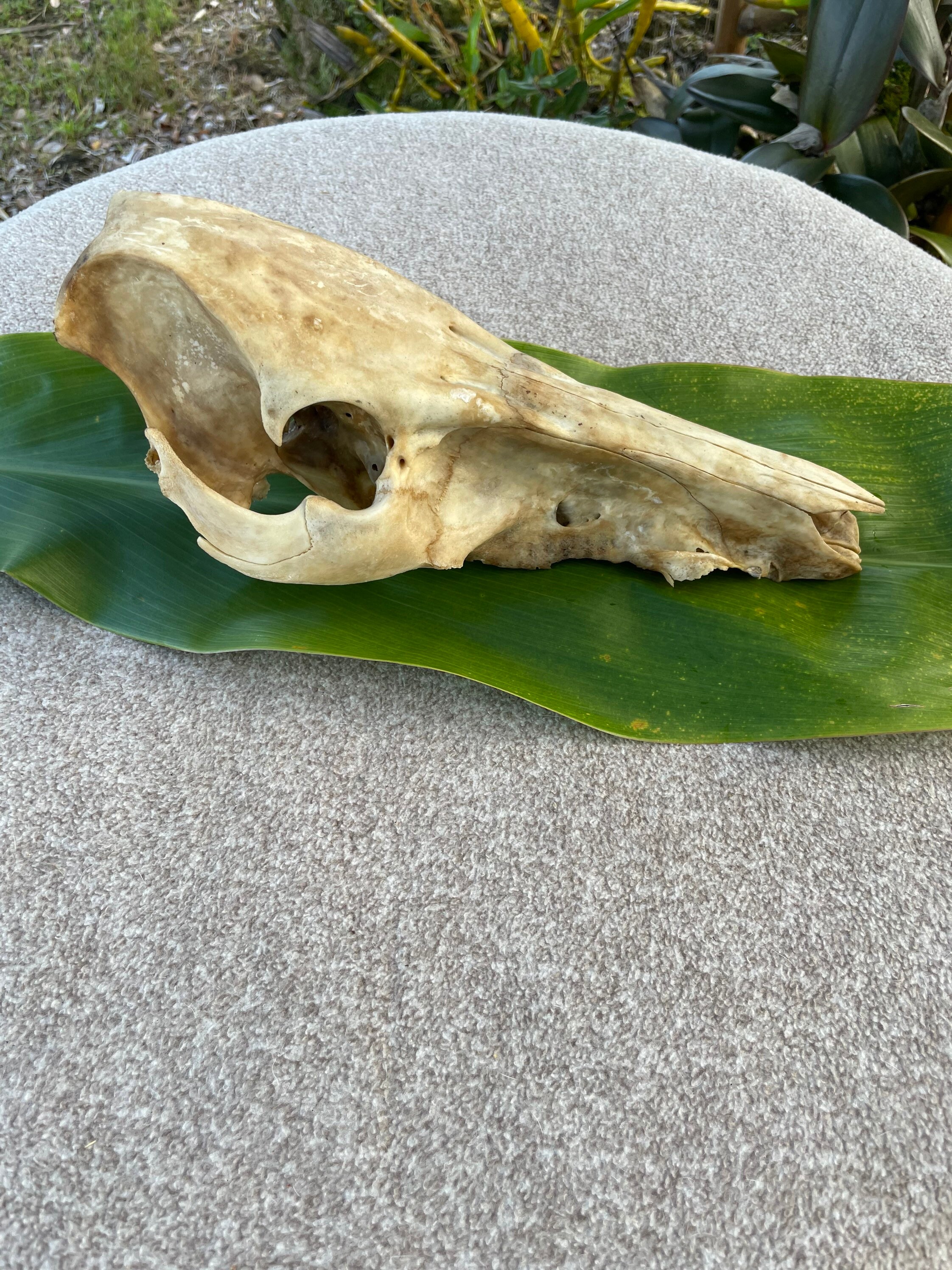 Hawaiian Boar Skull Real Boar Skull Real Animal Skull - Etsy