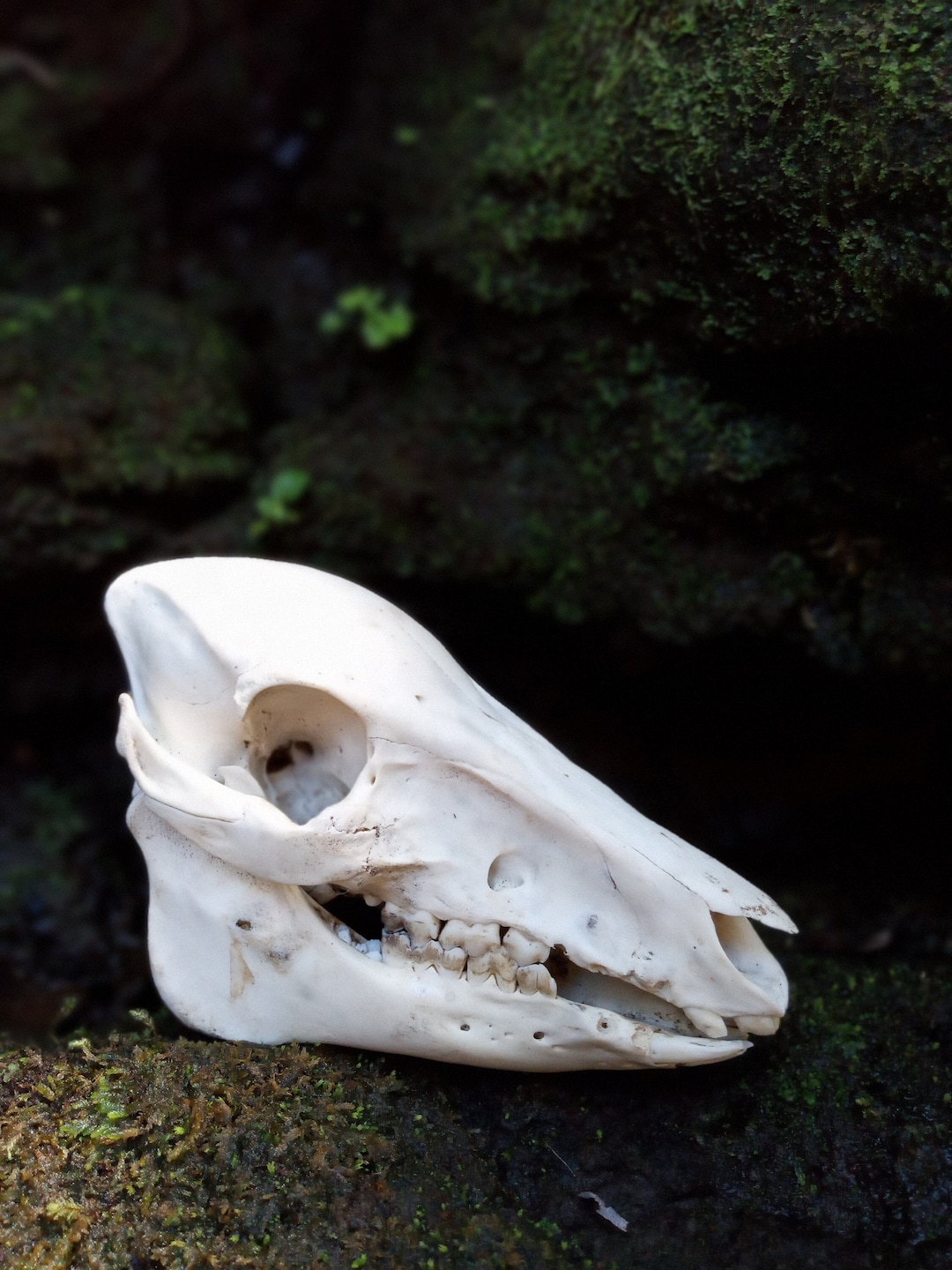 Hawaiian Boar Skull Real Boar Skull Animal Skull Natural Skull Pig ...