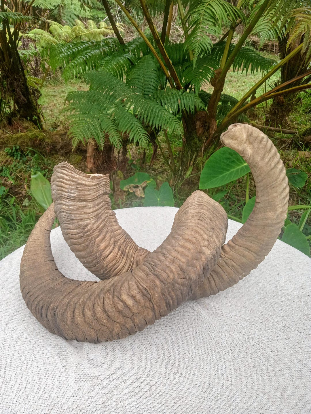 Hawaiian Mouflon Ram Horn Set Real Ram Horns Sheep Horns Natural Horns ...
