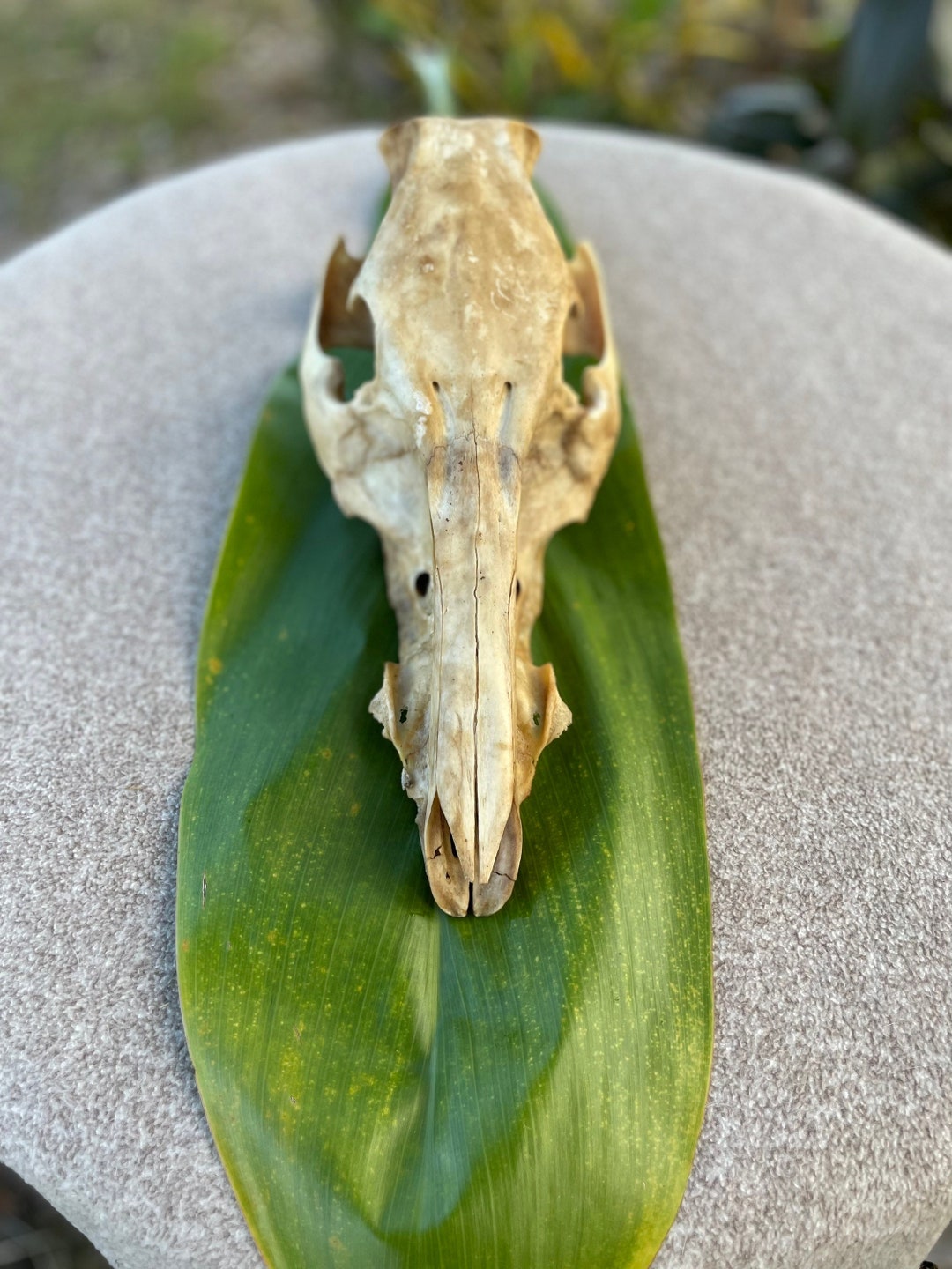 Hawaiian Boar Skull Real Boar Skull Real Animal Skull - Etsy
