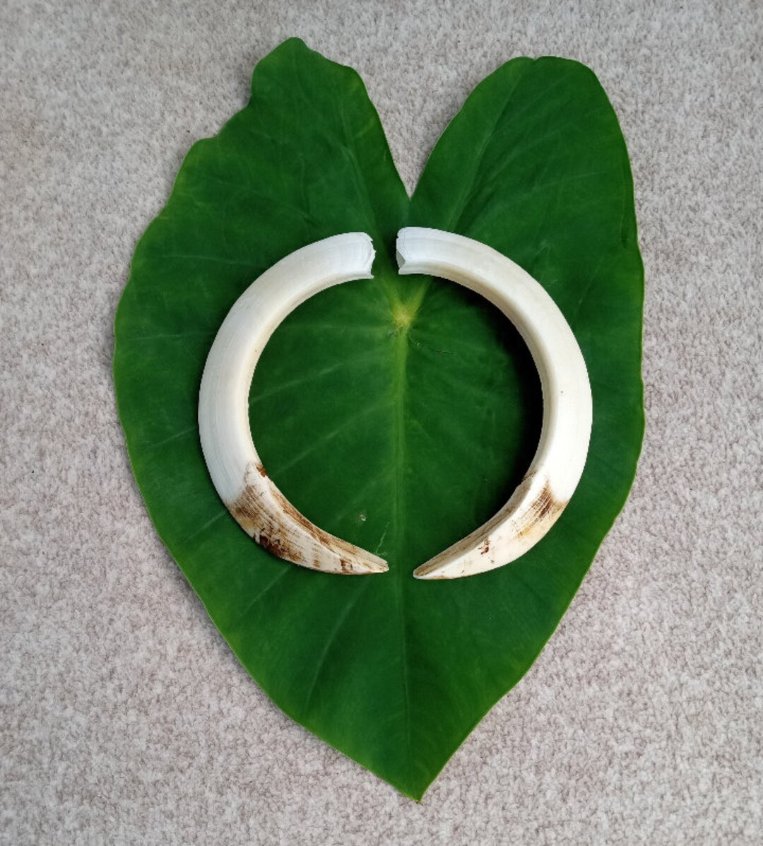 Hawaiian Boar Teeth Wild Boar Fang Real Boar Teeth or Fang Pig Teeth ...