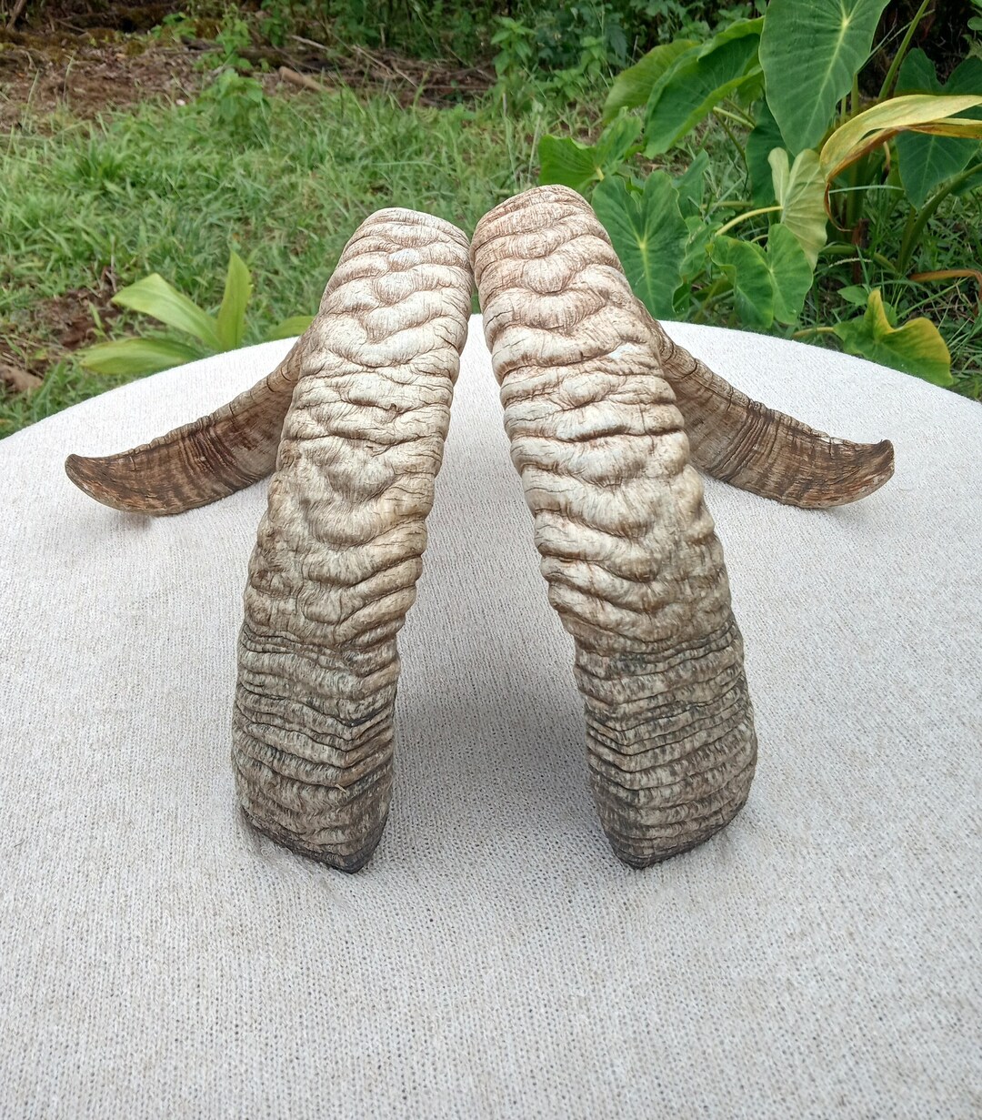 Hawaiian Ram Horn Set Real Ram Horns Sheep Horns Natural Horns Real ...