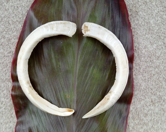 Hawaiian Boar Teeth Wild Boar Fang Real Boar Teeth or Fang Pig Teeth ...