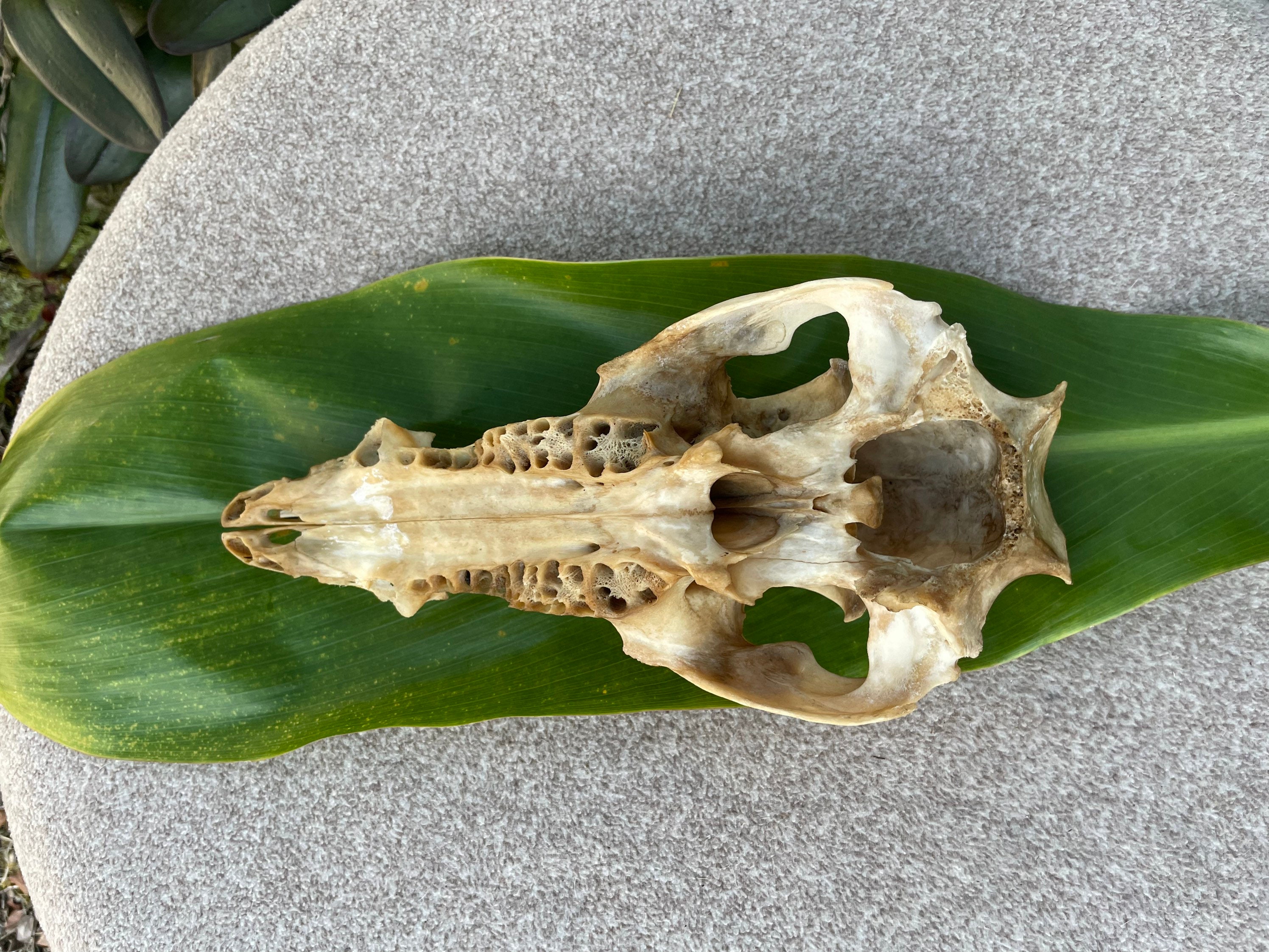 Hawaiian Boar Skull Real Boar Skull Real Animal Skull - Etsy