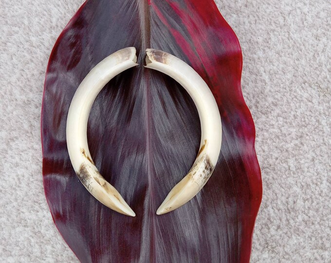 Hawaiian Boar Teeth - Wild Boar Fang - Real Boar Teeth or Fang - Pig ...