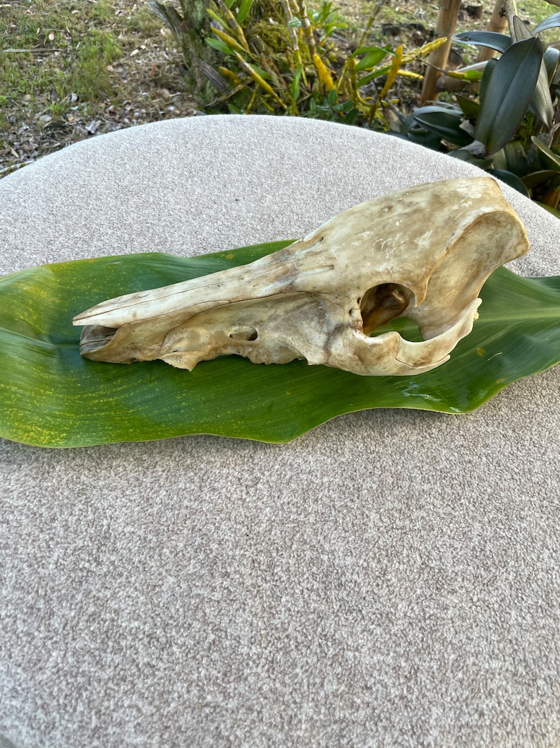 Hawaiian Boar Skull Real Boar Skull Real Animal Skull - Etsy