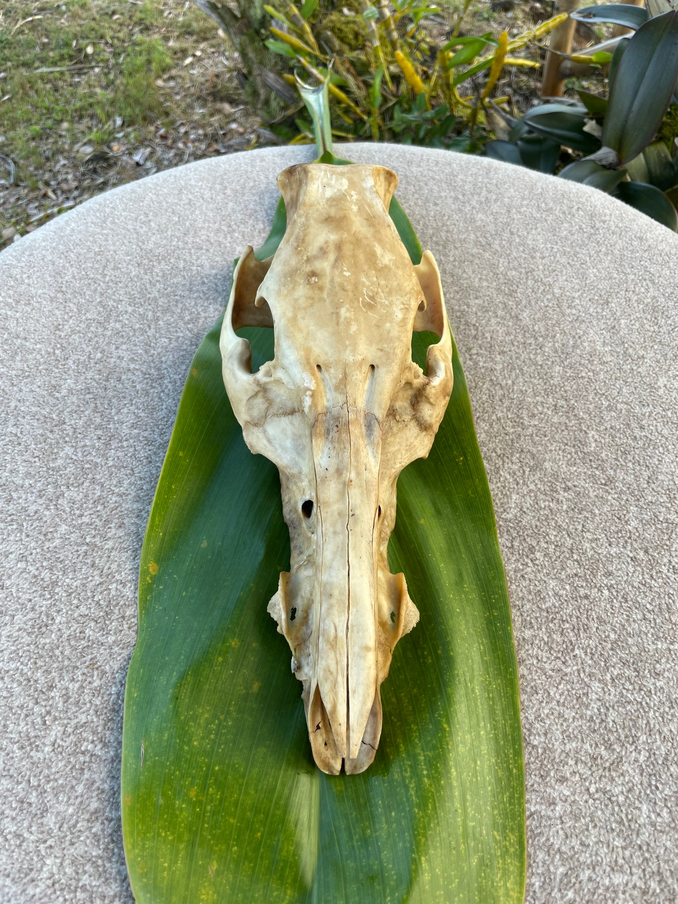 Hawaiian Boar Skull Real Boar Skull Real Animal Skull - Etsy