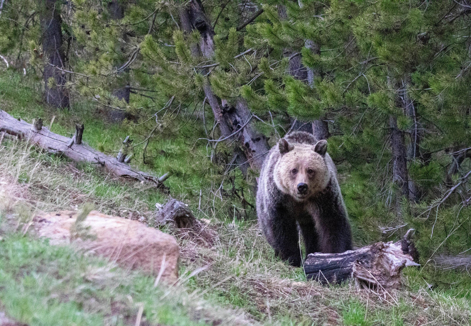 Yellowstone Grizzly Bear on Metal - Etsy