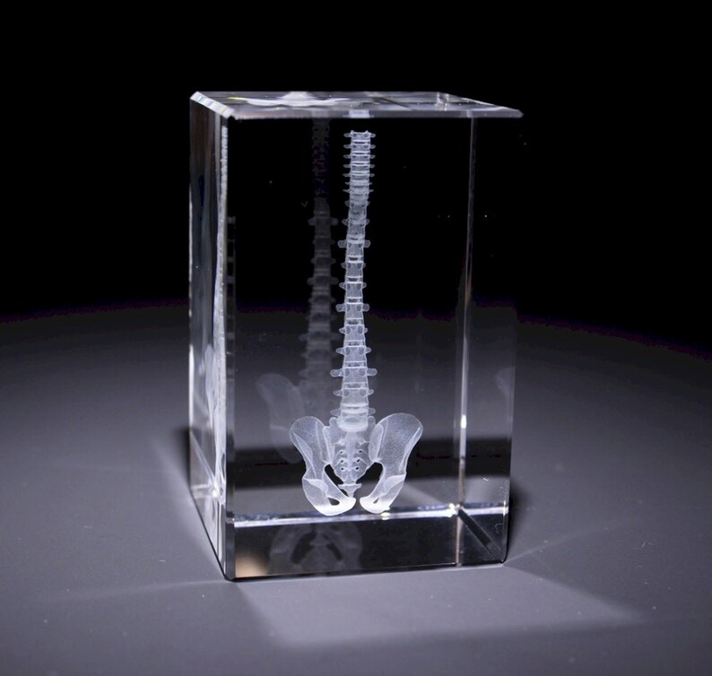 Spinal Column Anatomy Model - 3D Glass Block - Nurse Gift/ Doctor Gift ...