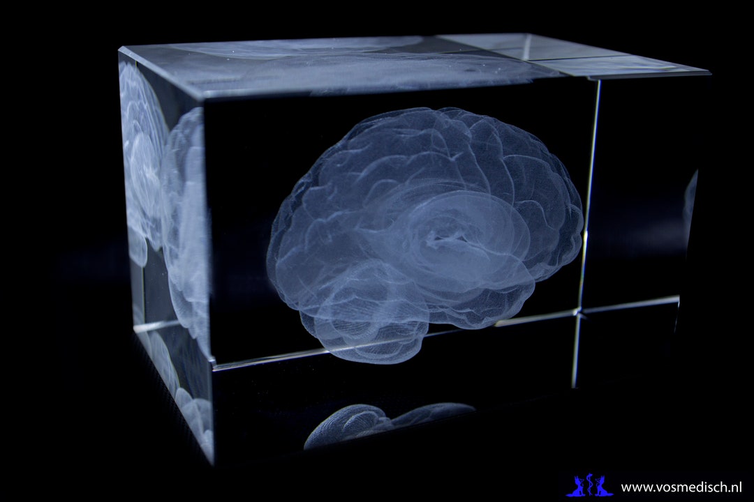 Brain Anatomy Model 3D Glass Block Nurse Gift/ Doctor Gift/ Medicine ...