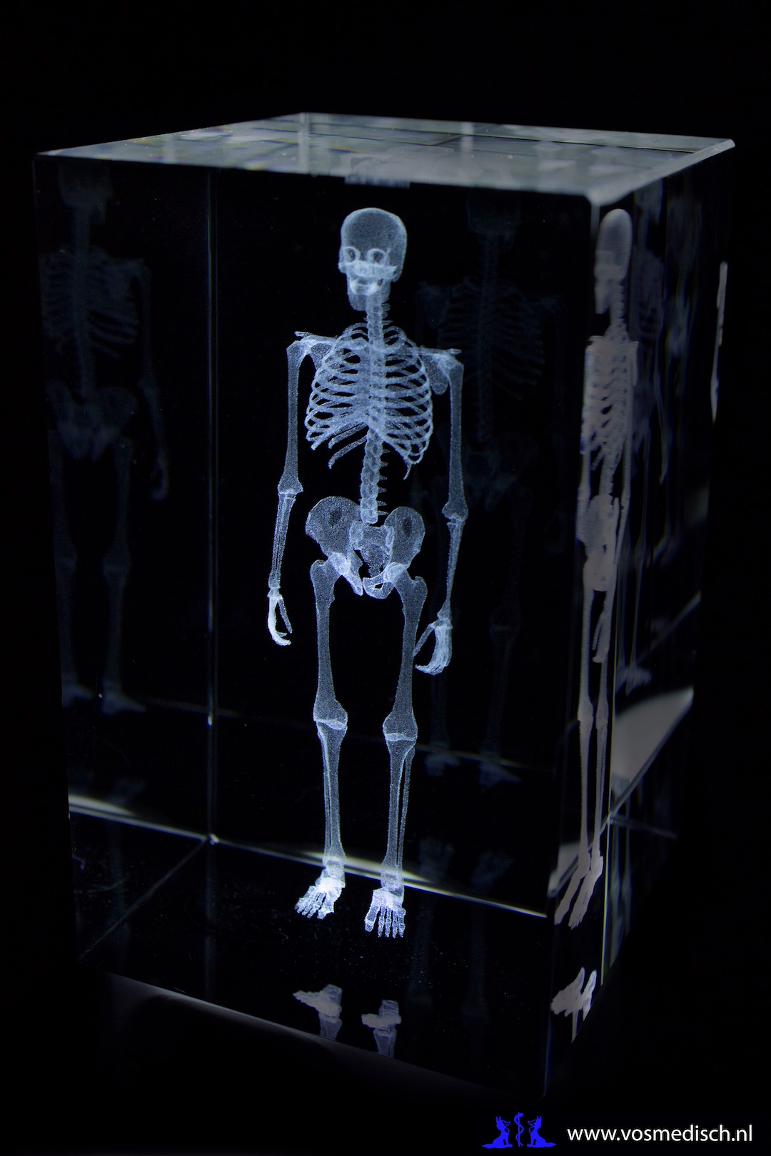 Human Skeleton Anatomy Model - 3D Glass Block - Nurse Gift/ Doctor Gift ...