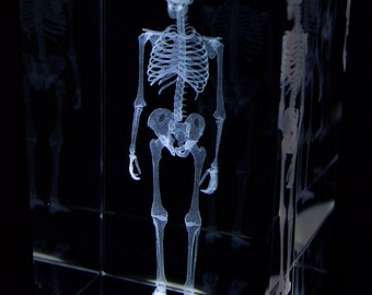 Anatomy Paperweight - Etsy