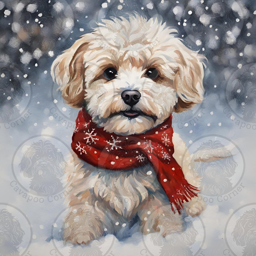 Maltipoo in A Scarf Pack of 10 Christmas Greeting Cards With Standard ...