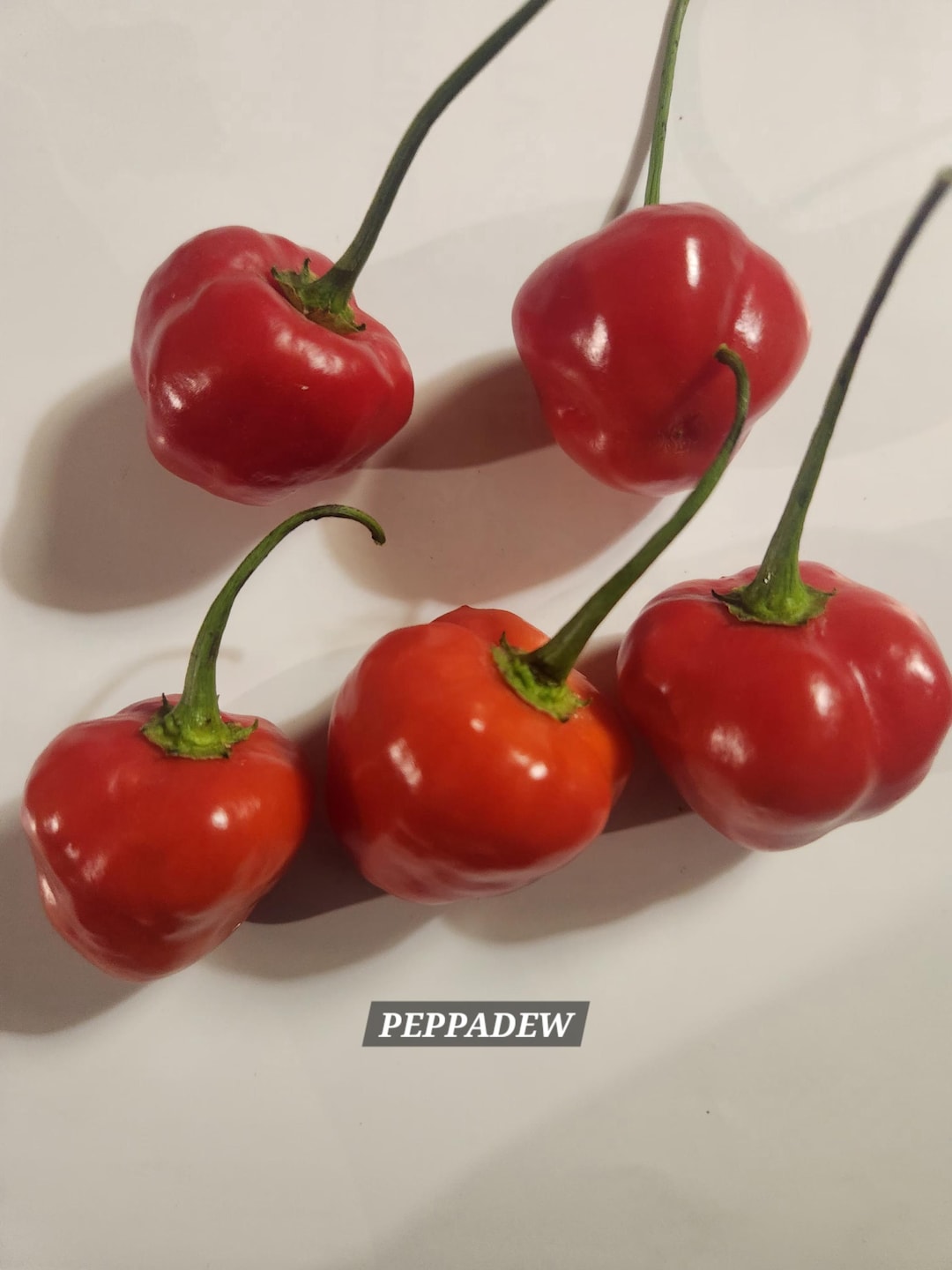 Peppadew (malawi Piquante) Pepper Seeds - Etsy