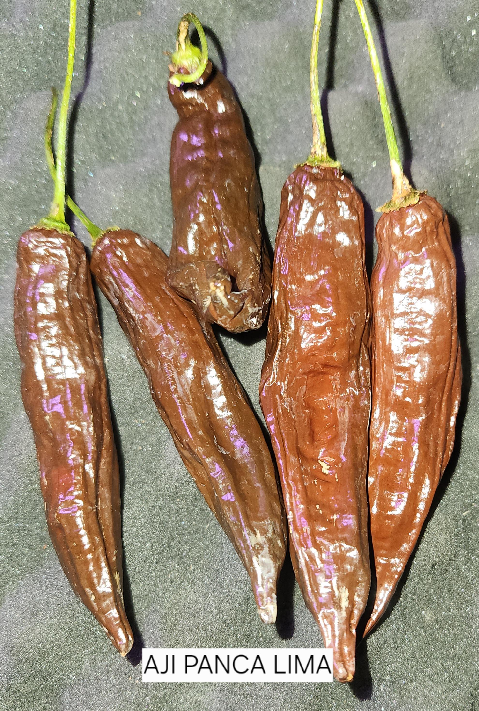 Aji Panca Lima Pepper Seeds - Etsy