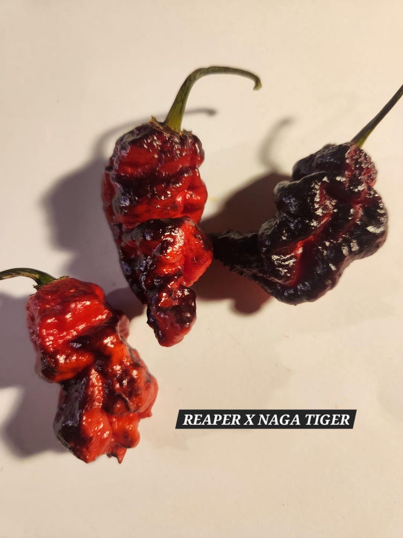 Reaper X Naga Tiger Pepper Seeds - Etsy