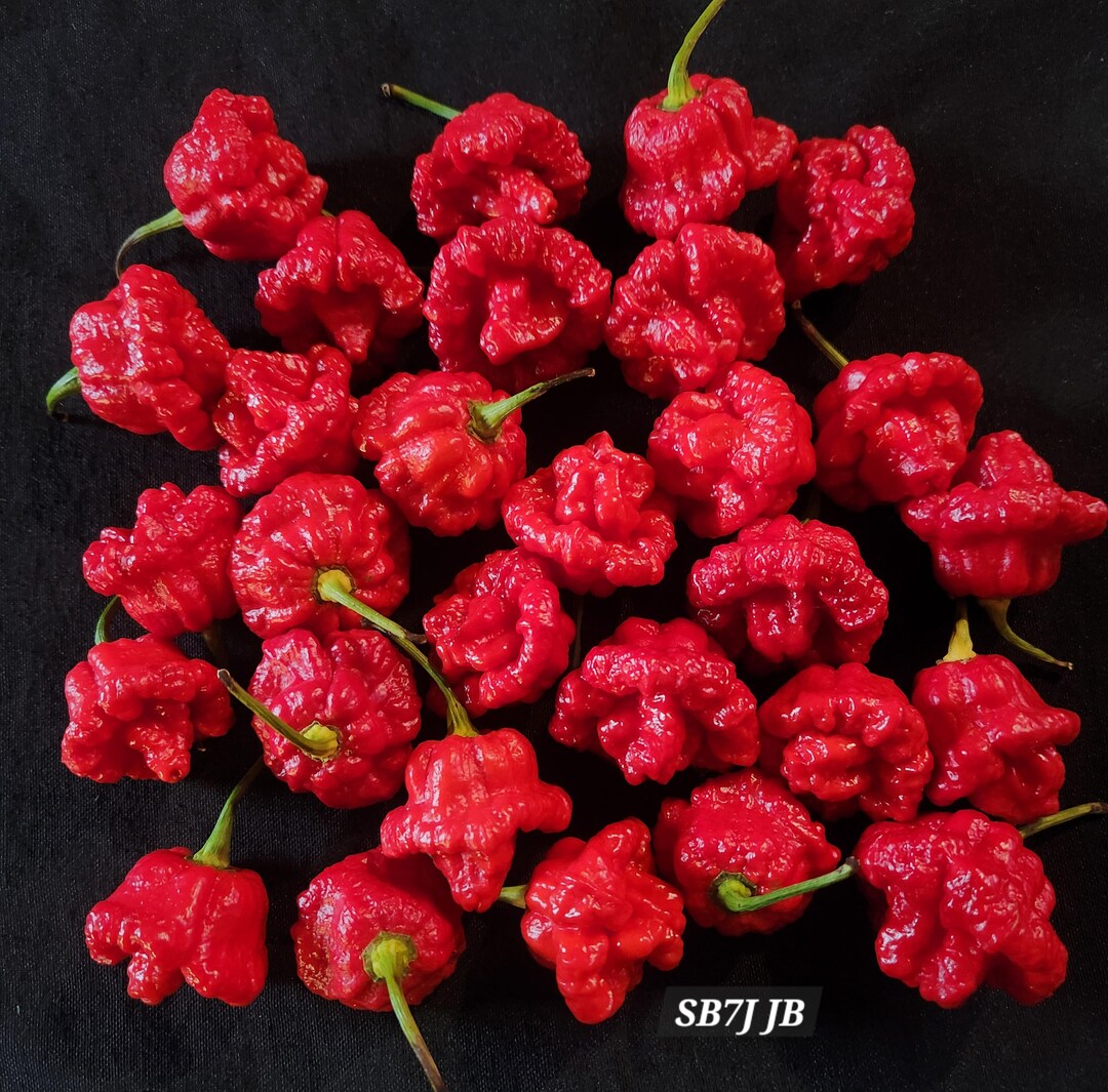 SB7J JB Pepper Seeds - Etsy
