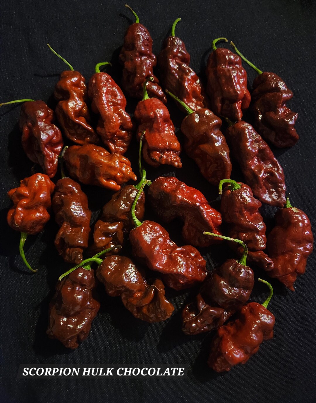 Scorpion Hulk Chocolate Pepper Seeds - Etsy