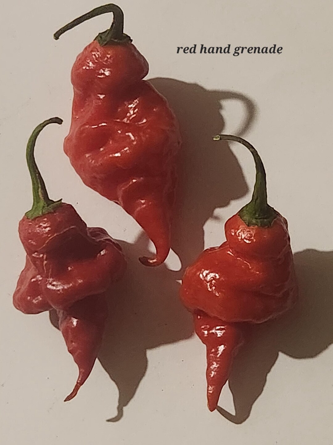Red Hand Grenade Pepper Seeds - Etsy