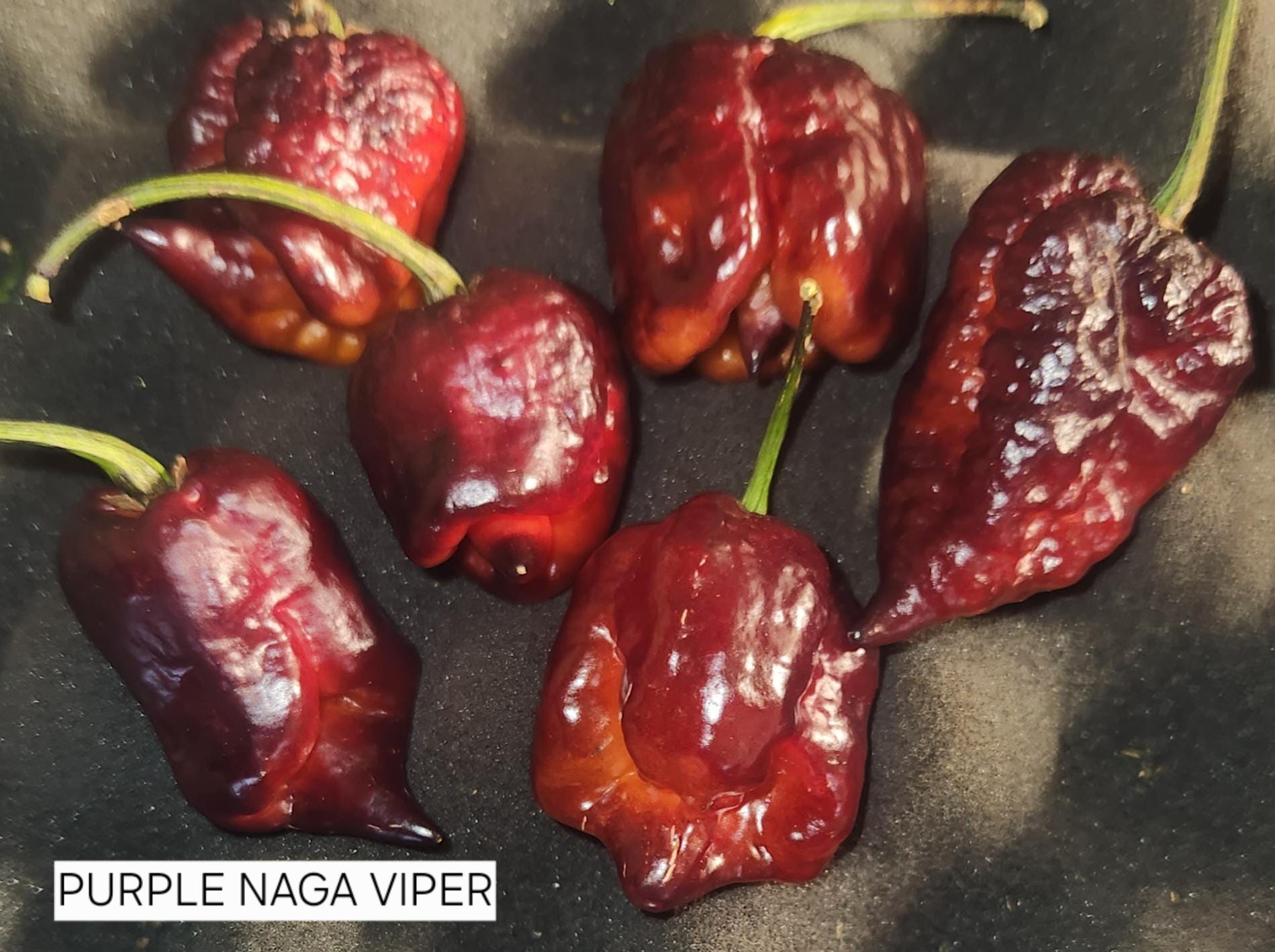Purple Naga Viper Pepper Seeds - Etsy