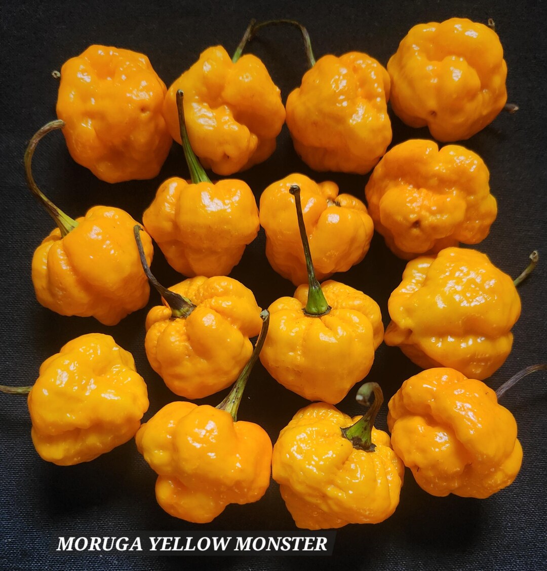 Moruga Yellow Monster Pepper Seeds - Etsy