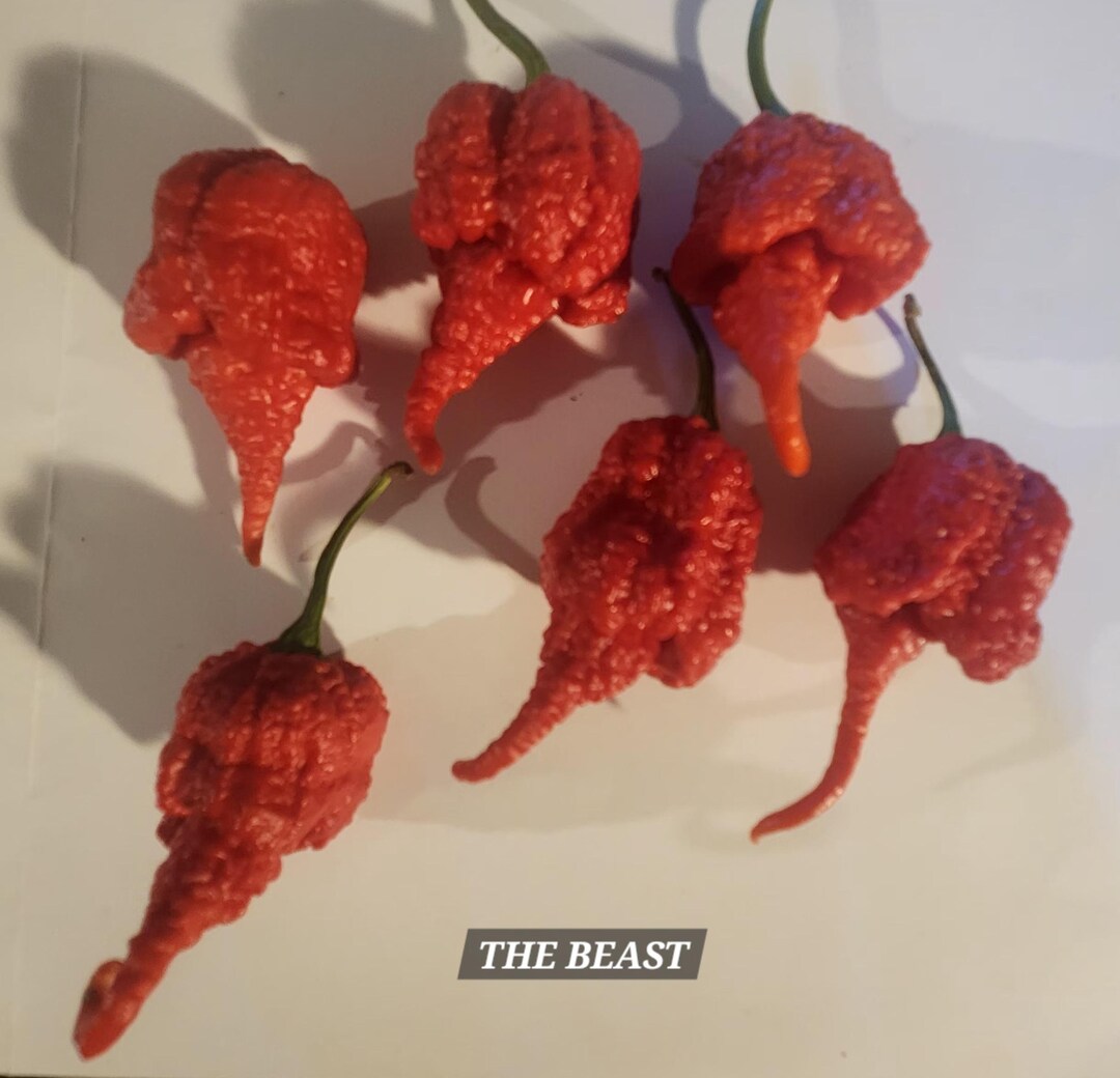 The Beast Pepper Seeds - Etsy