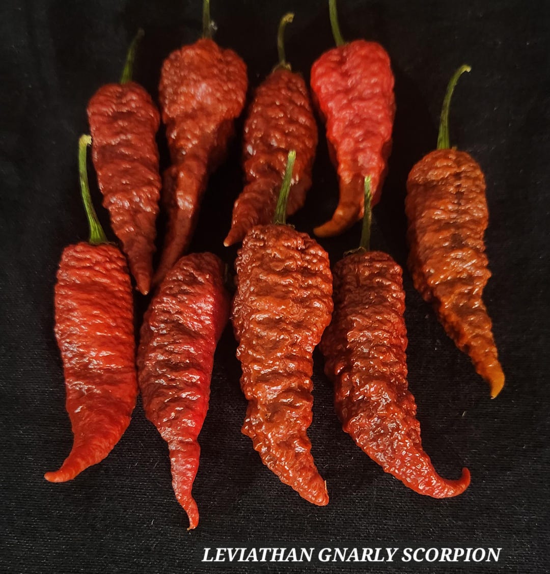 Leviathan Gnarly Scorpion Pepper Seeds - Etsy