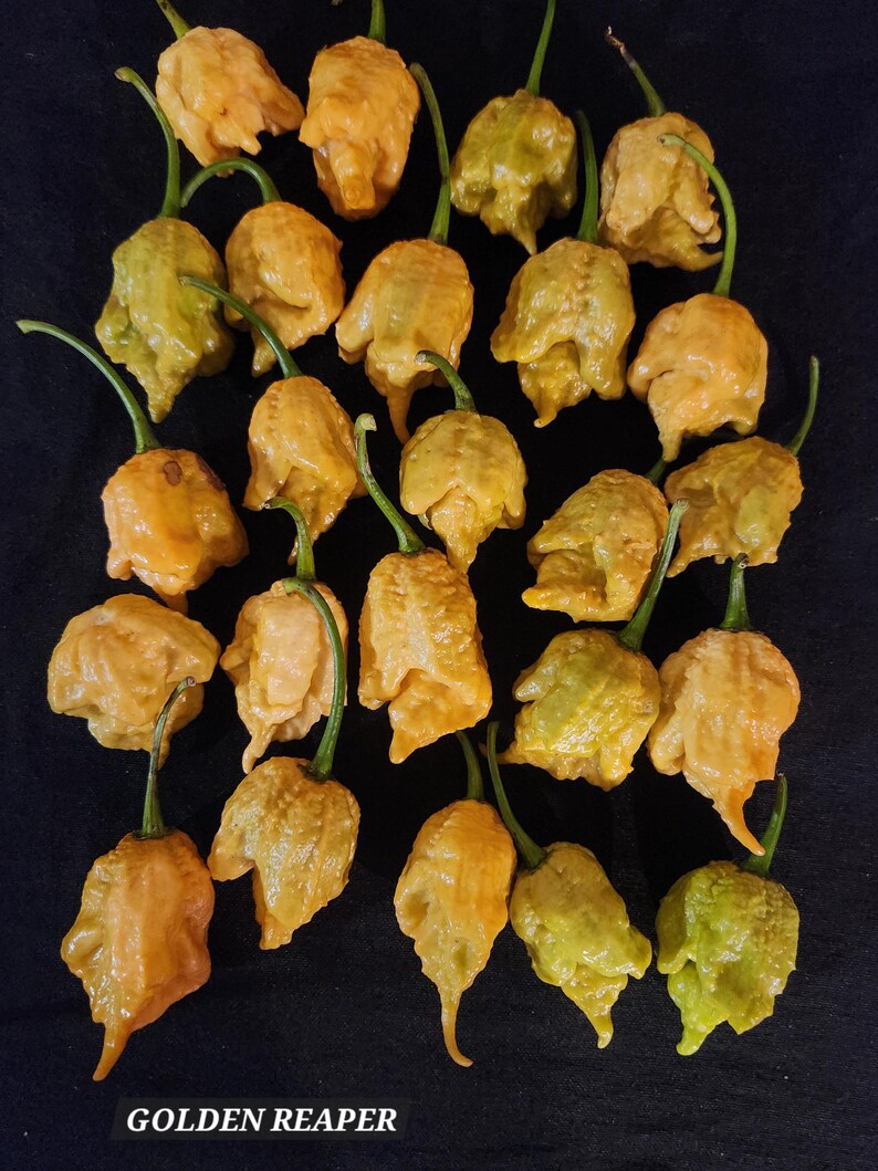 Golden Reaper Pepper Seeds - Etsy