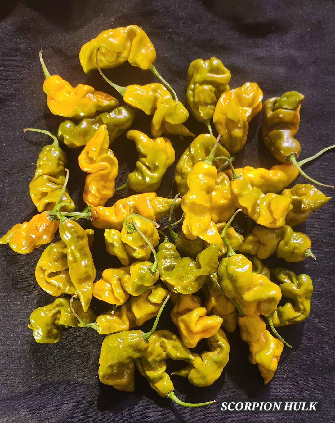 Scorpion Hulk Pepper Seeds - Etsy