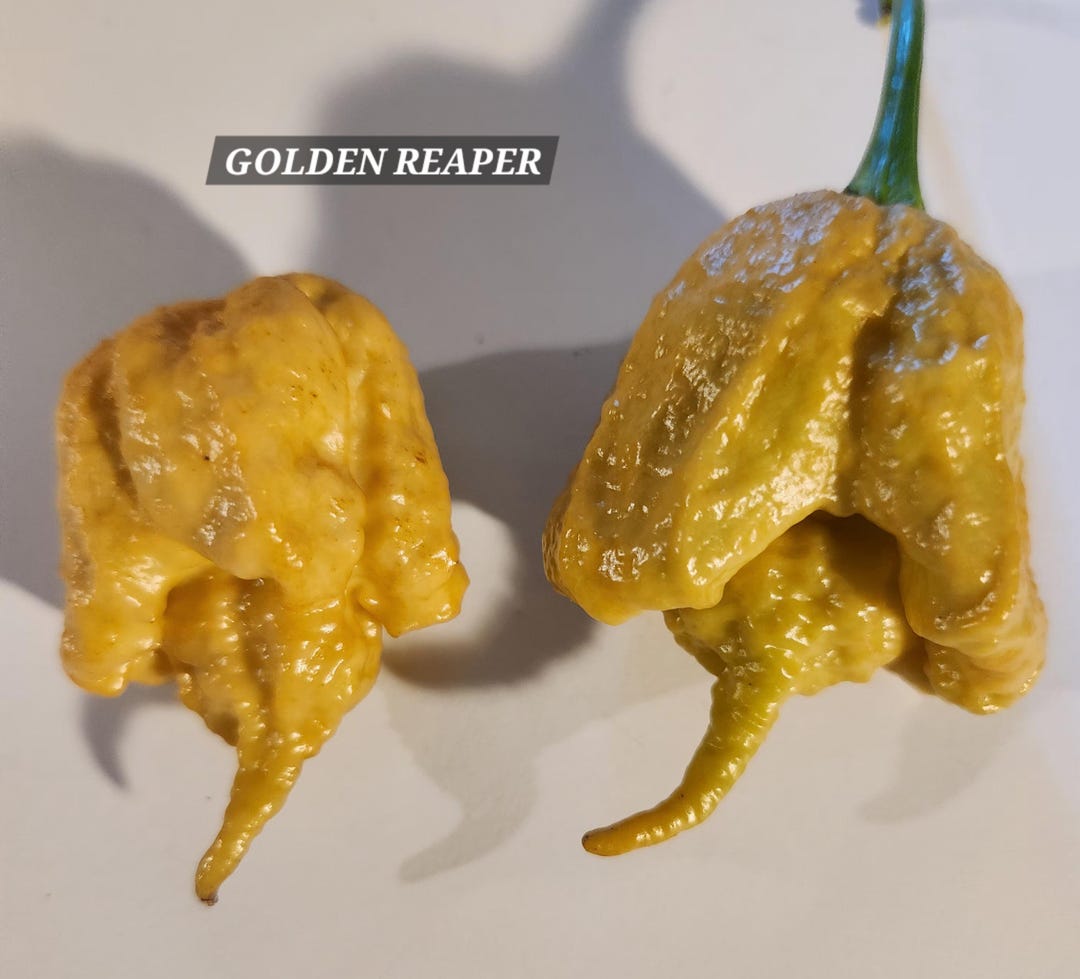 Golden Reaper Pepper Seeds - Etsy