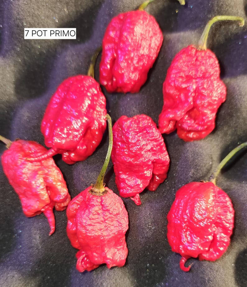 7 Pot Primo Pepper Seeds - Etsy