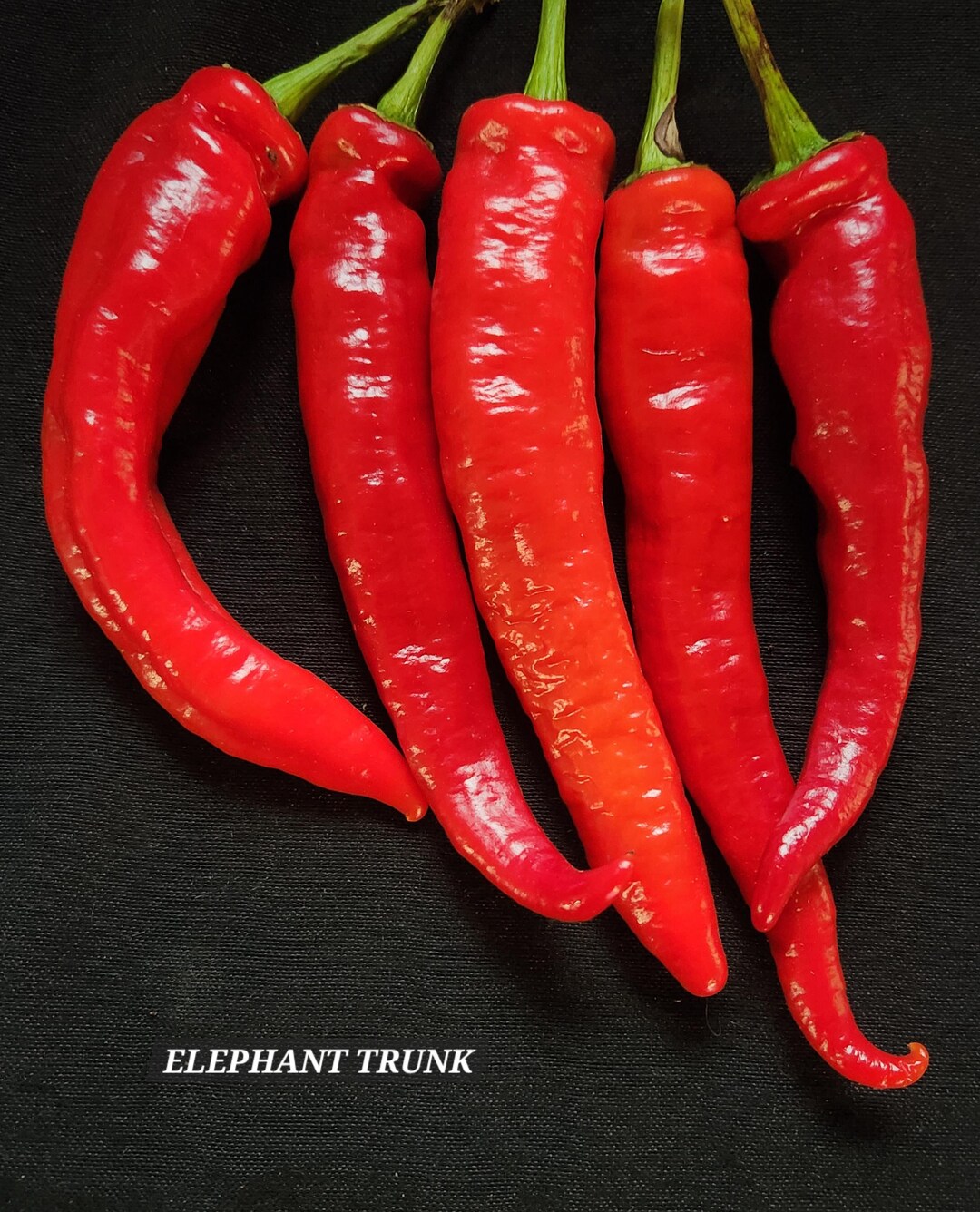 Elephant Trunk Pepper Seeds - Etsy